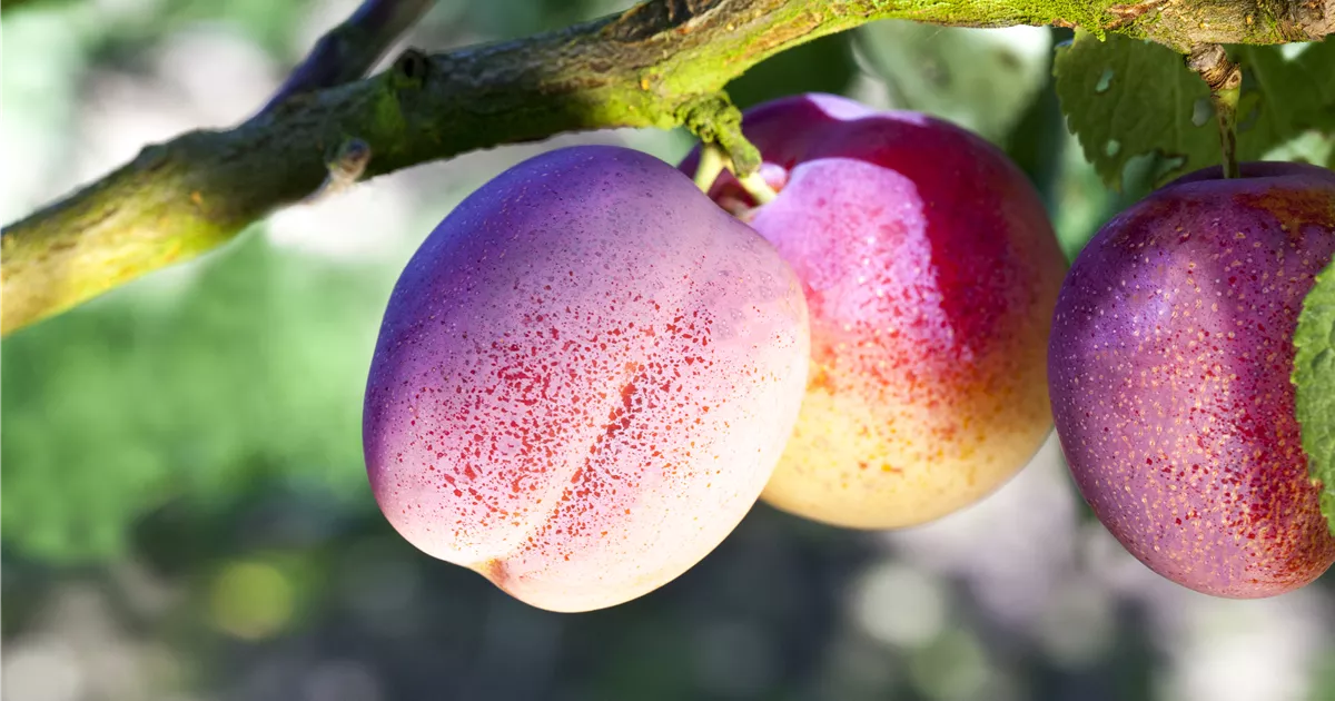 Prunus syr.'Ruby' CAC, Säulen-Mirabelle 'Ruby' im Pflanzenshop