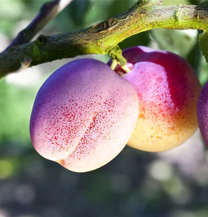 Prunus syr.'Ruby' CAC, Säulen-Mirabelle 'Ruby' im Pflanzenshop