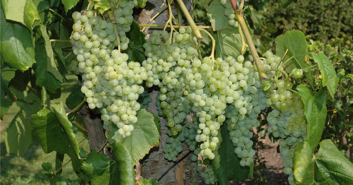 Vitis 'Frumuosa Alba', Tafeltraube 'Frumuosa Alba' im Pflanzenshop