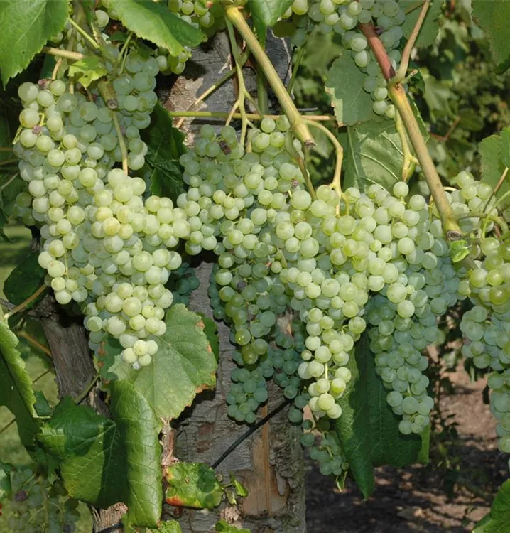 Vitis 'Frumuosa Alba', Tafeltraube 'Frumuosa Alba' im Pflanzenshop