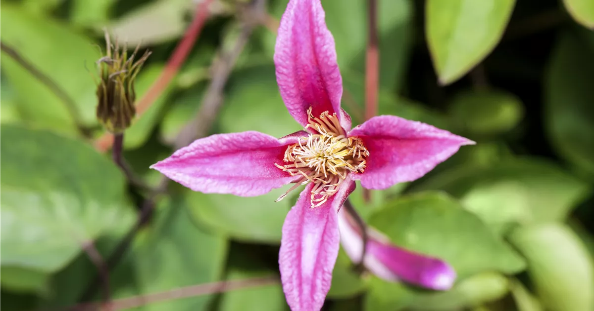 Clematis tex.'Duchess of Albany', Texas-Waldrebe im Pflanzenshop