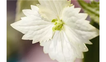 Hydrangea angustipetala 'Golden Crane' -R-, Dufthortensie Golden Crane ...