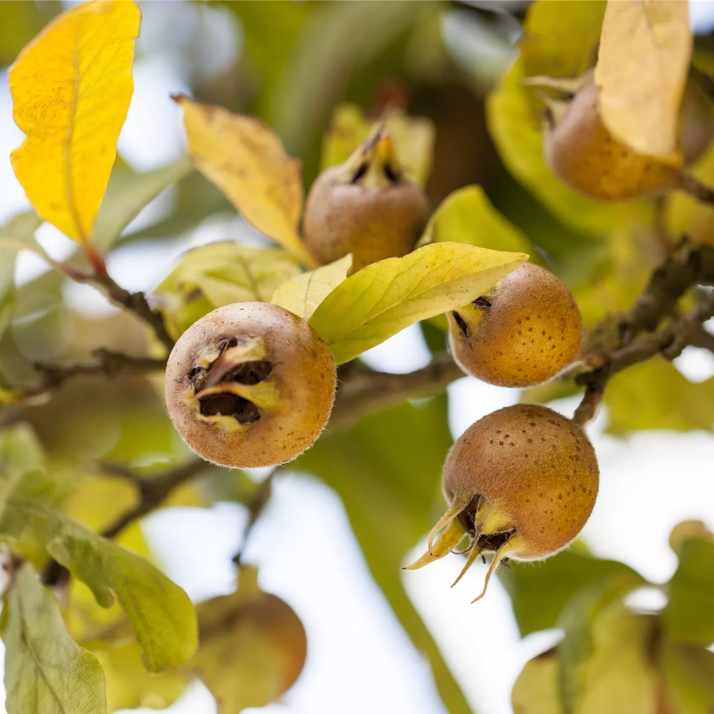 Mespilus germanica 'Westerveld', Mispel 'Westerveld' im Pflanzenshop