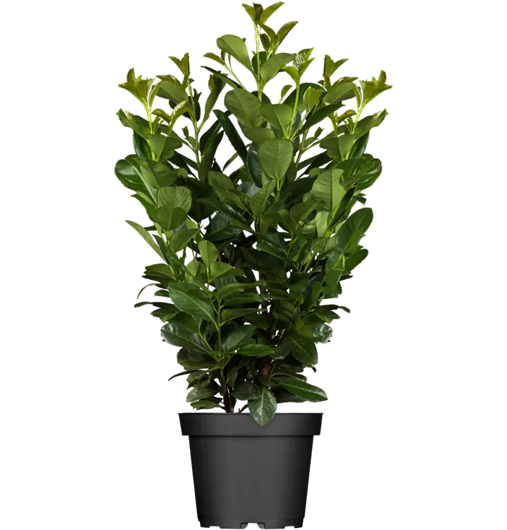 Prunus lauroc.'Etna' -R-, Lorbeer-Kirsche im Pflanzenshop