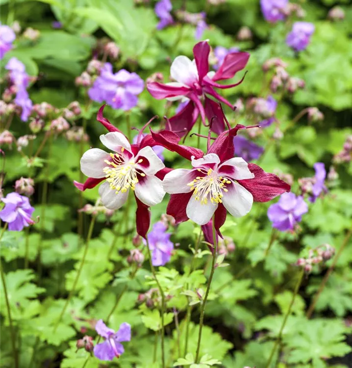 Aquilegia caerulea 'Biedermeier', Sibirische Garten-Akelei im Pflanzenshop