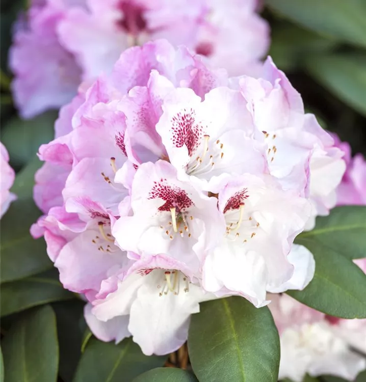 Rhododendron yak.'Nicoletta' -S-, Yaku-Rhododendron im Pflanzenshop