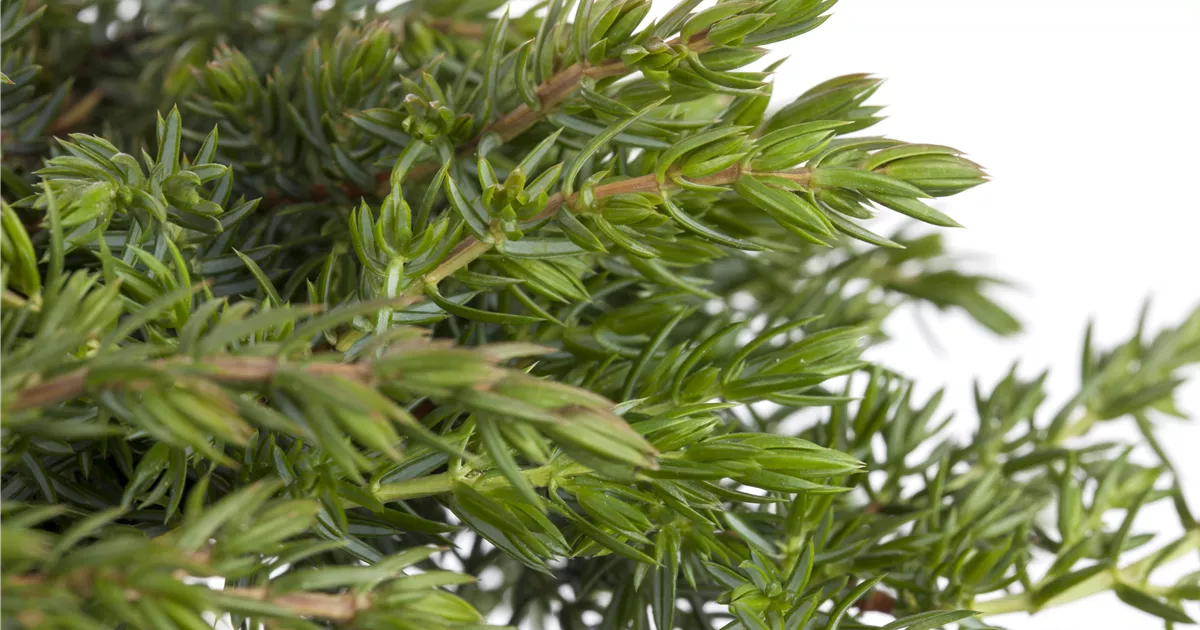 Juniperus com.'Green Mantle', Wildwacholder 'Green Mantle' im Pflanzenshop