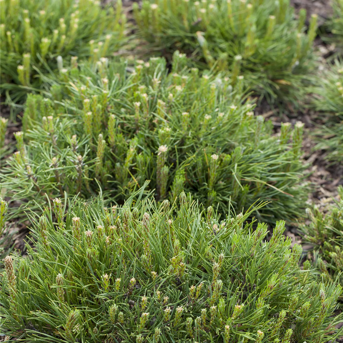 Pinus mugo 'Mini Mops', Kugel-Berg-Kiefer im Pflanzenshop