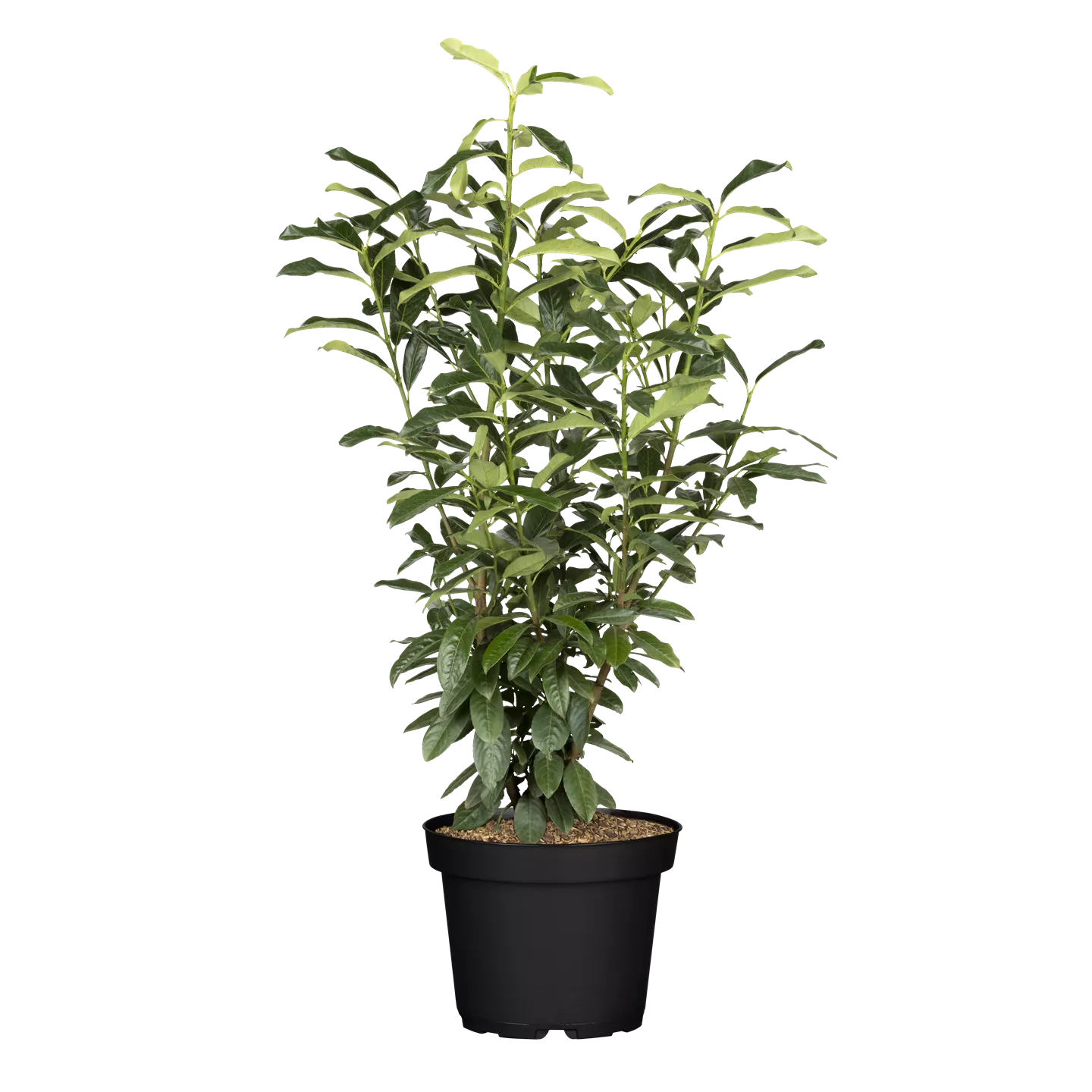 Prunus lauroc.'Elly' -R-, Kirschlorbeer im Pflanzenshop