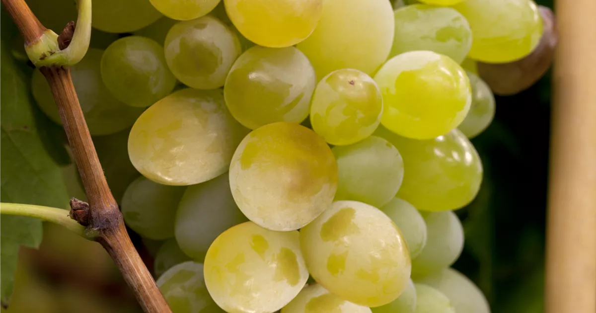 Vitis 'Himrod', Weintraube 'Himrod' im Pflanzenshop