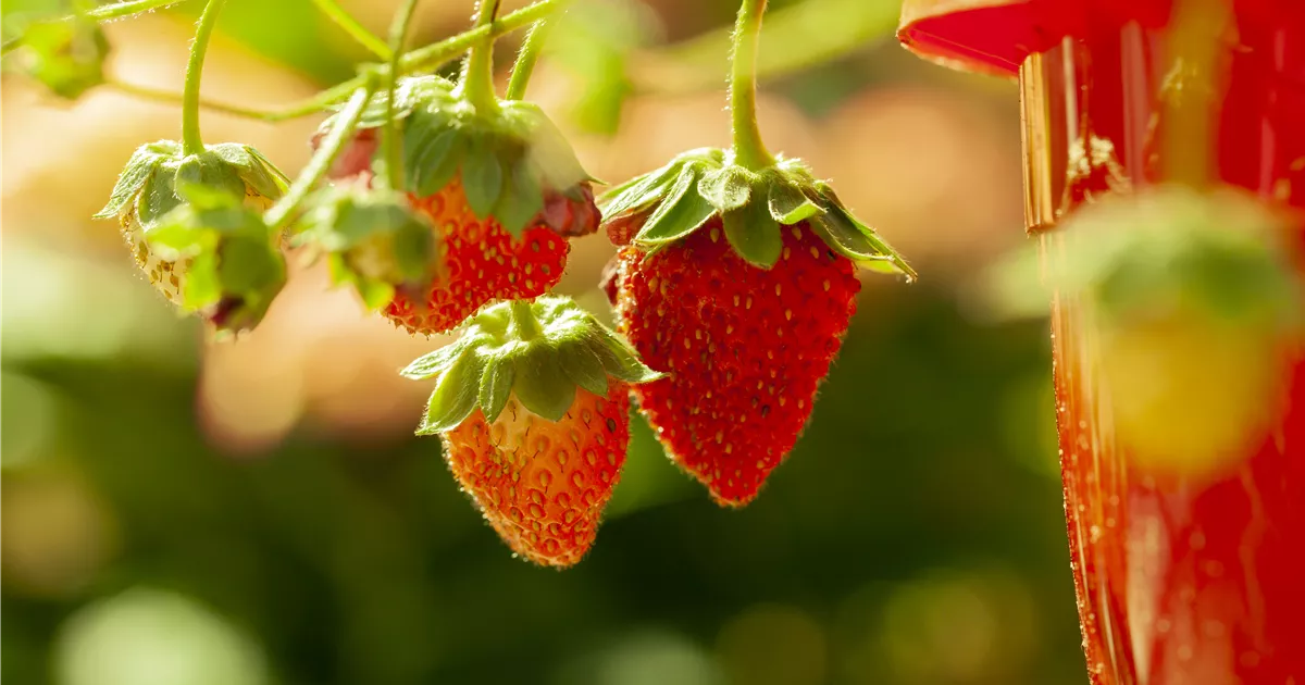 Fragaria 'Elsanta' -S- CAC, Erdbeere im Pflanzenshop