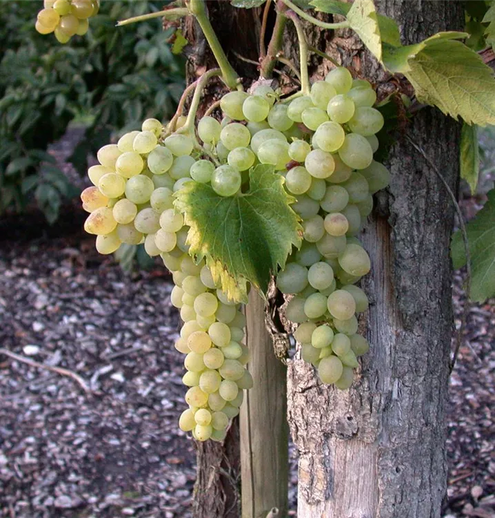 Vitis vinifera 'Solaris', Edelwein 'Solaris' im Pflanzenshop