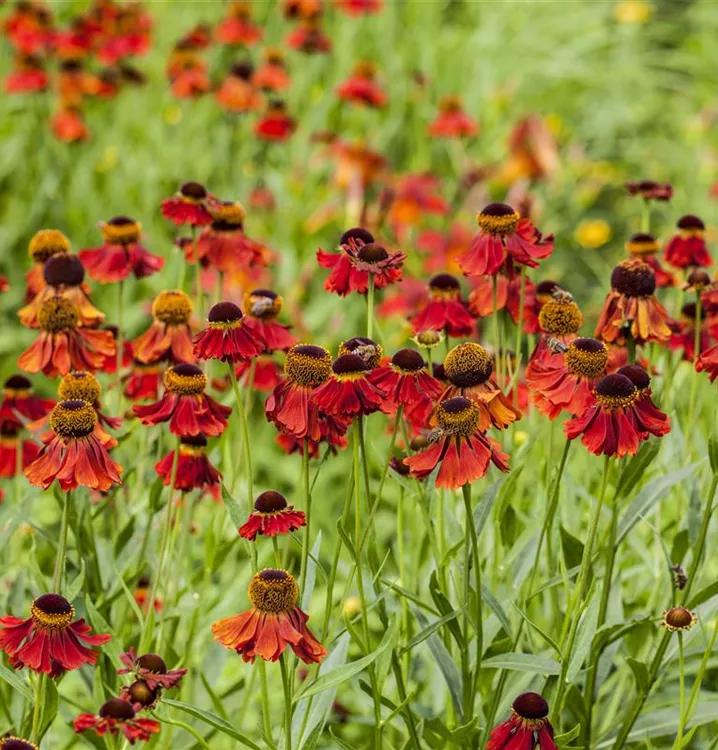 Helenium autumnale 'Red Shades', Herbst-Sonnenbraut im Pflanzenshop