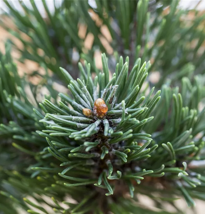 Pinus aristata 'Sherwood Compact', Zwergkiefer 'Sherwood Compact' im ...