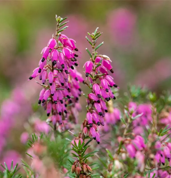 Erica carnea 'Wintersonne', Schneeheide im Pflanzenshop