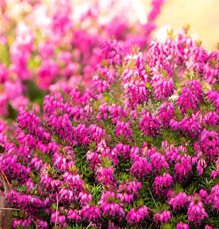 Erica carnea 'Wintersonne' -S-, Schneeheide im Pflanzenshop