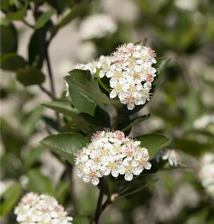 Aronia melanocarpa 'Hugin', Apfelbeere im Pflanzenshop