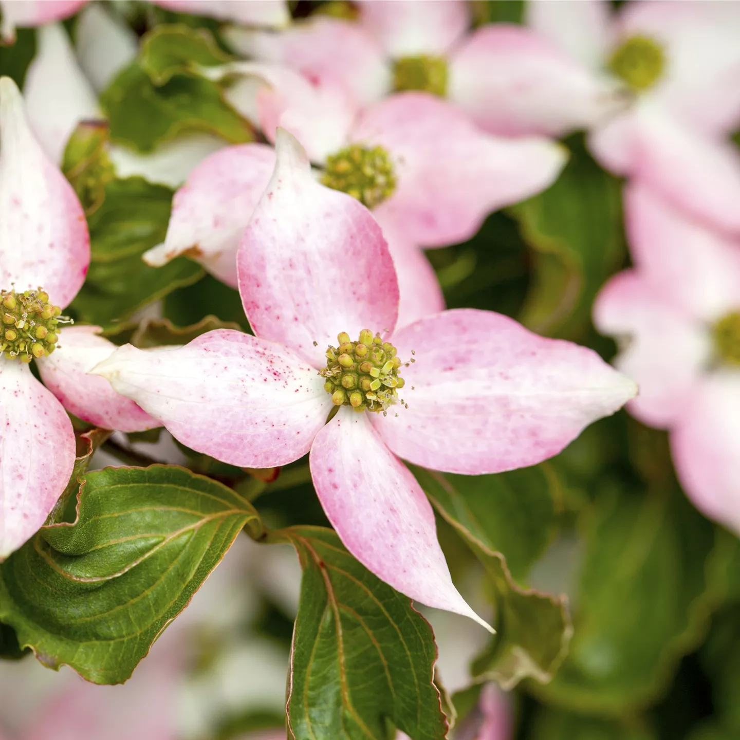 Cornus kousa chinensis 'Stellar Pink', Synonym im Pflanzenshop