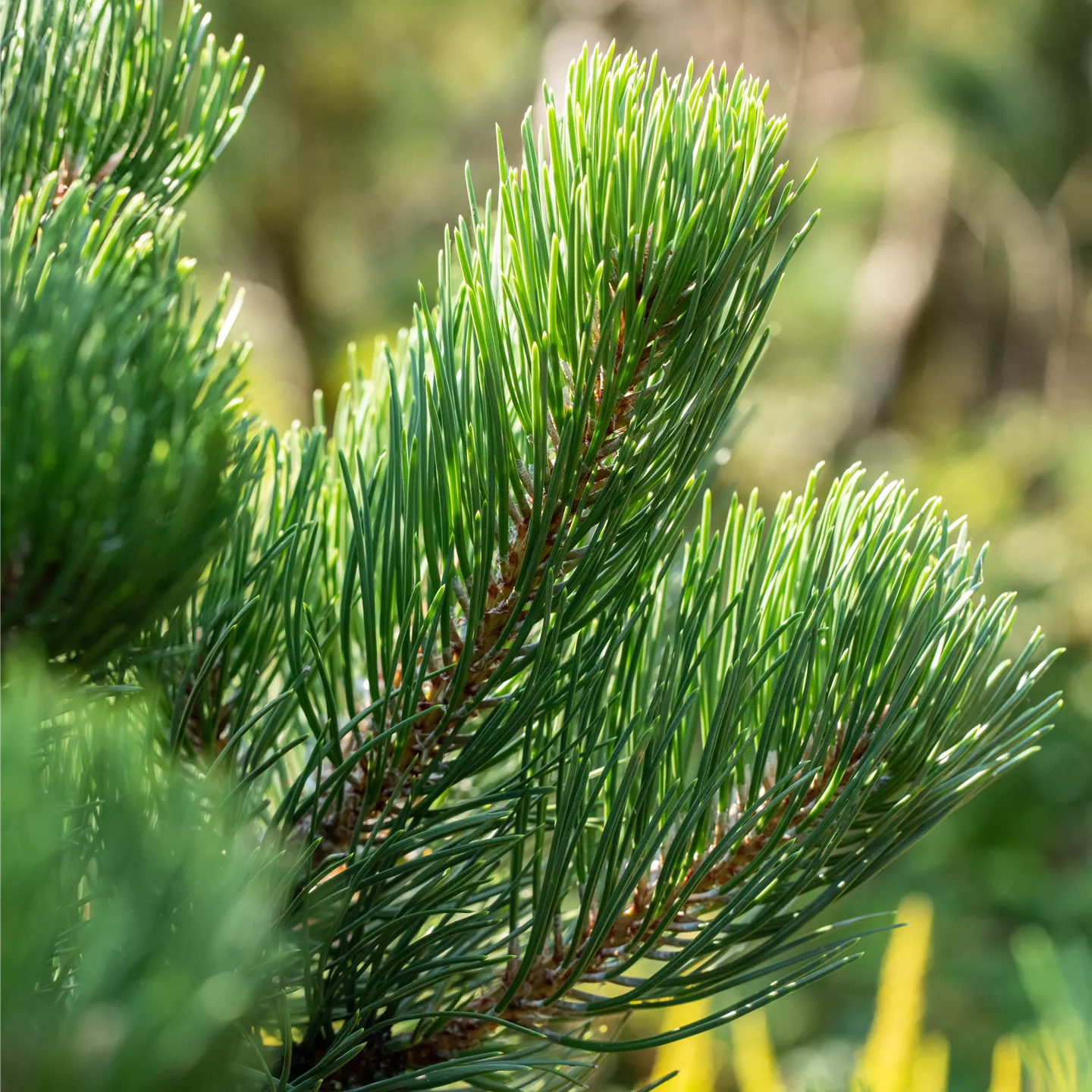 Pinus nigra 'Green Tower', Schwarzkiefer 'Green Tower' im Pflanzenshop