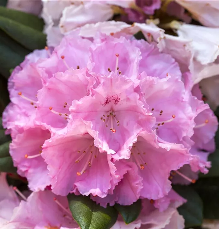 Rhododendron yak. i.S., Yaku-Rhododendron i.S. im Pflanzenshop