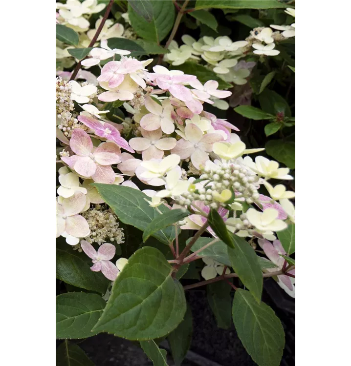 Hydrangea panic. 'Switch' -R-, Rispenhortensie 'Switch' -R- im Pflanzenshop