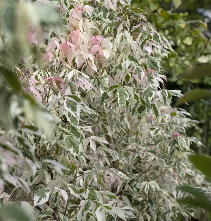 Acer negundo 'Flamingo', Eschen-Ahorn im Pflanzenshop