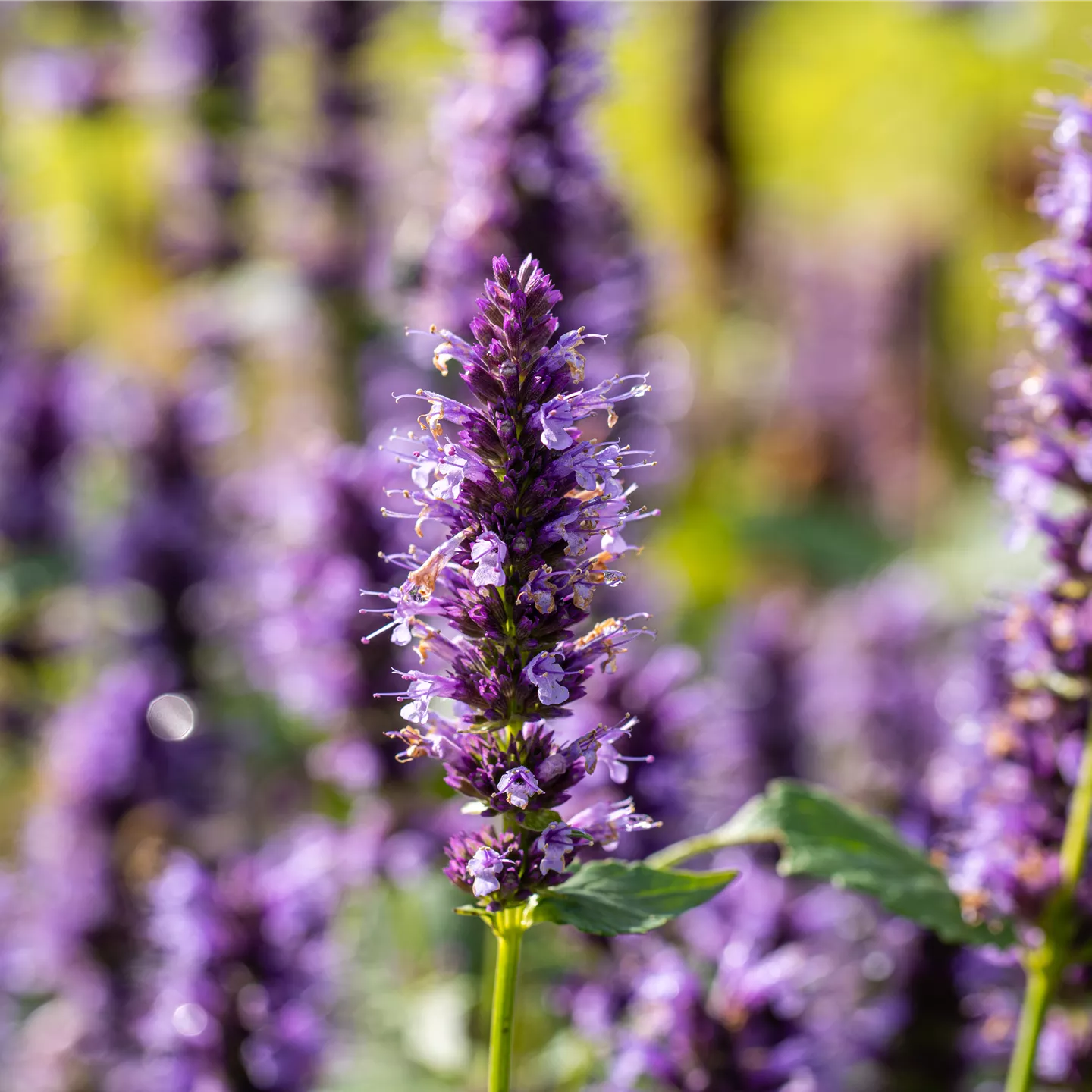 Agastache rugosa 'Little Adder' -R-, Duftnessel im Pflanzenshop