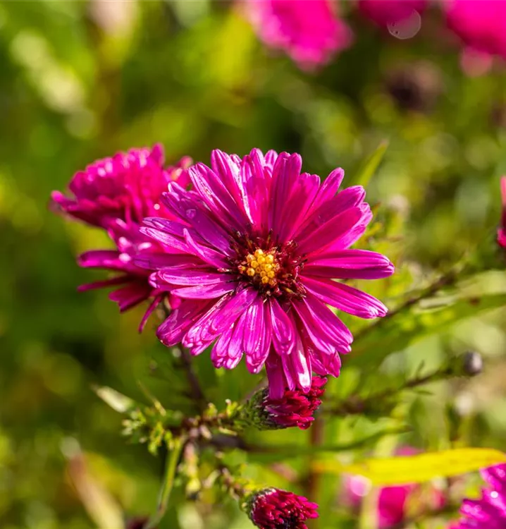 Aster novi-belgii 'Royal Ruby', Glattblatt-Aster im Pflanzenshop