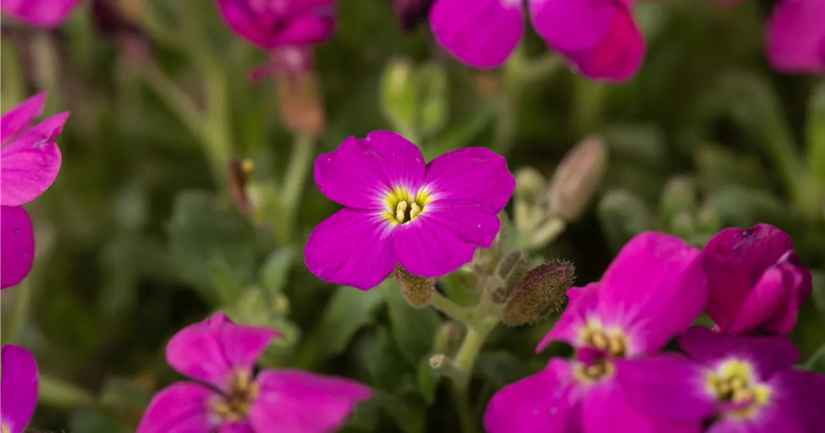 Aubrieta x cult.'Kitte Blue', Blaukissen im Pflanzenshop