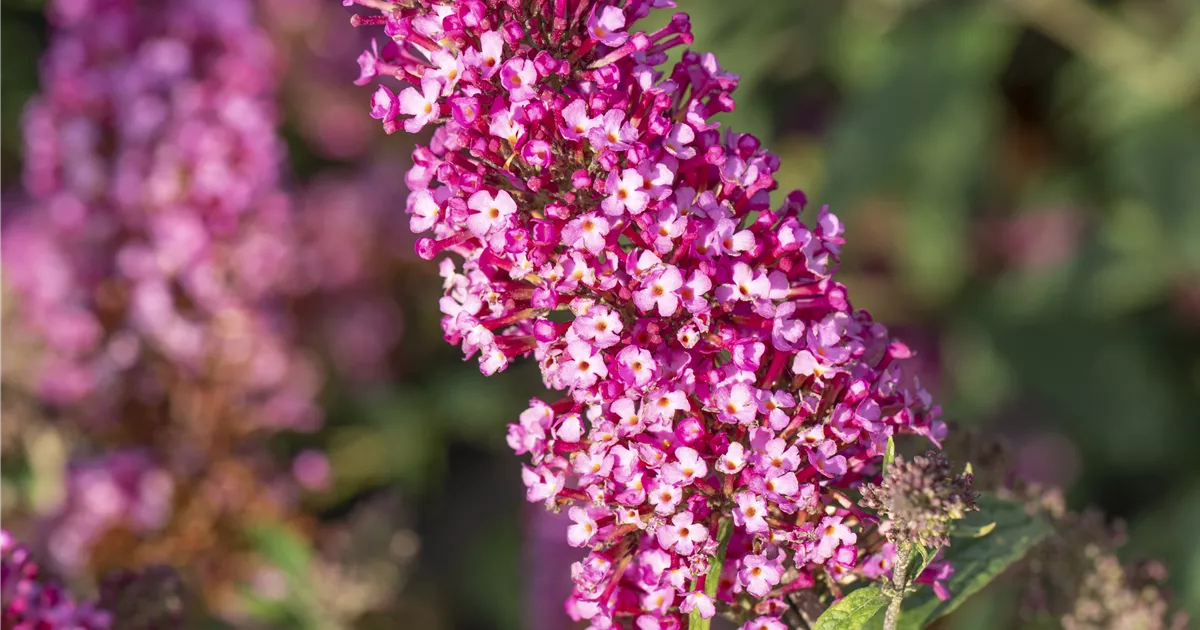 Buddleja 'Buzz Velvet', Schmetterlingsflieder im Pflanzenshop