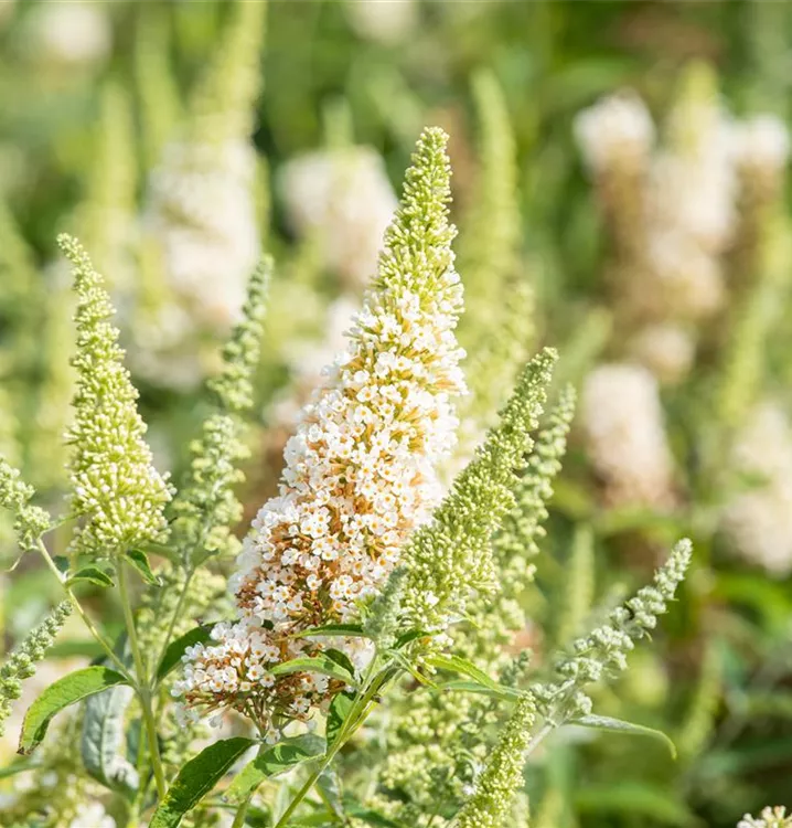 Buddleja davidii 'Buzz Ivory' -R-, Sommerflieder 'Buzz-R- Ivory' im ...