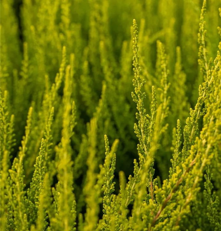 Calluna vulgaris 'Zeta' -S-, Besenheide 'Zeta' -S- im Pflanzenshop