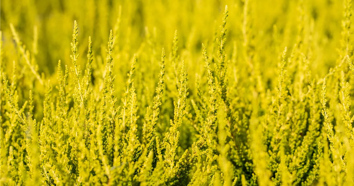 Calluna vulgaris 'Zeta' -S-, Besenheide 'Zeta' -S- im Pflanzenshop