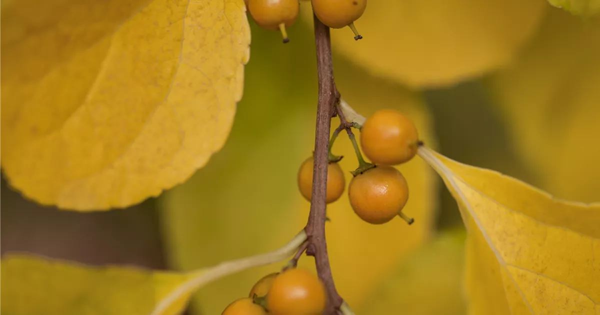 Celastrus orbiculatus 'Diana', Baumwürger im Pflanzenshop