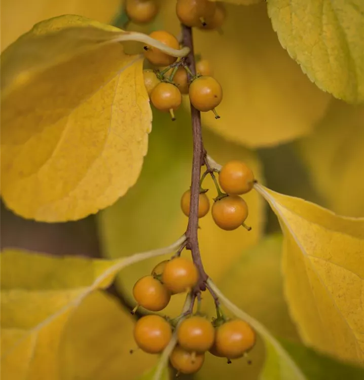 Celastrus orbiculatus 'Diana', Baumwürger im Pflanzenshop