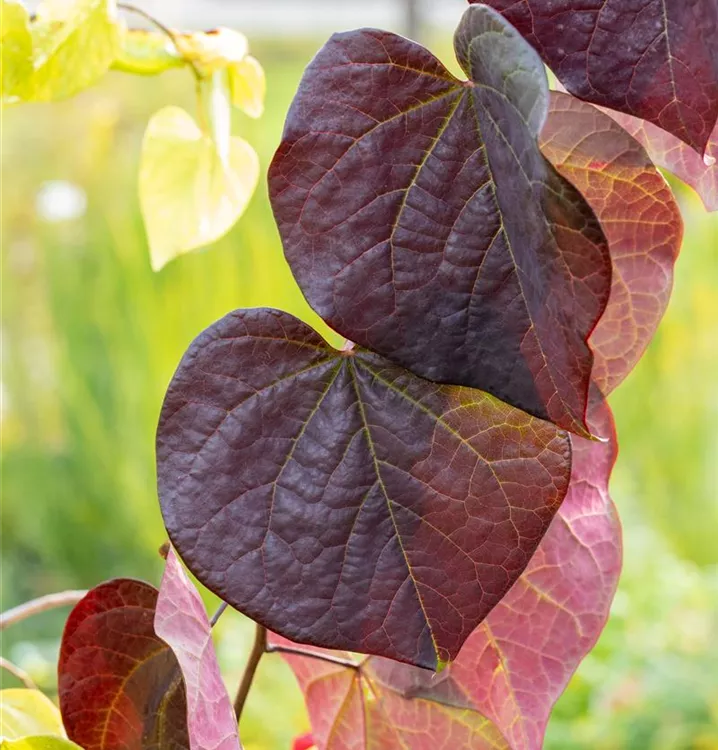 Cercis canadensis 'Red Force' -R-, Judasbaum 'Red Force' -R- im ...