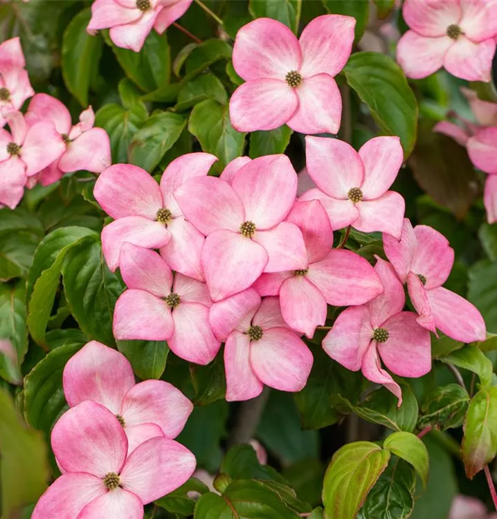 Cornus kousa chinensis 'Stellar Pink', Synonym im Pflanzenshop