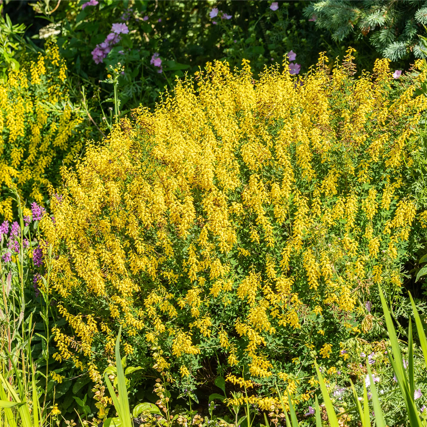 Cytisus scoparius 'Burkwoodii', Edel-Ginster im Pflanzenshop