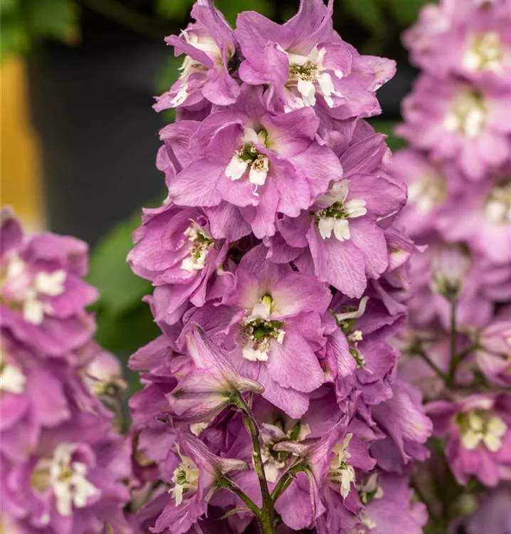 Delphinium Pacific 'Astolat', Rittersporn im Pflanzenshop