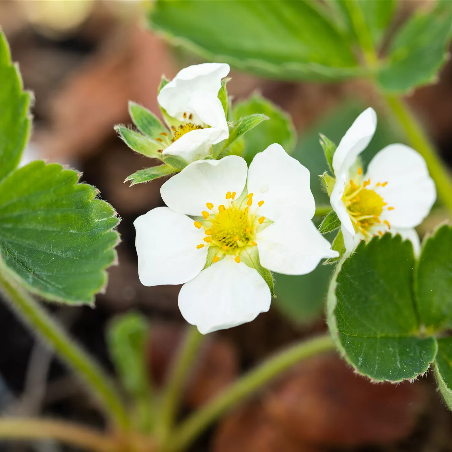 Fragaria 'Elsanta' -S- CAC, Erdbeere im Pflanzenshop