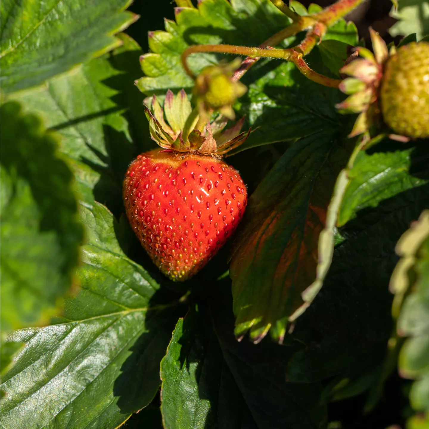Fragaria 'Asia' CAC, Erdbeere im Pflanzenshop