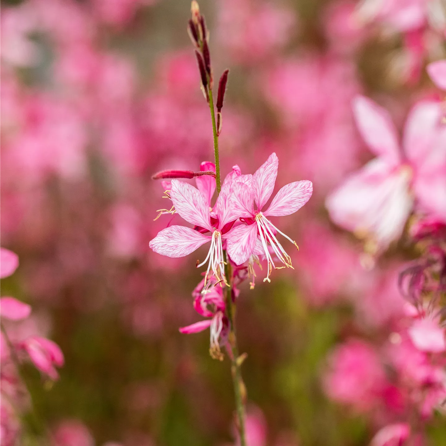 Gaura lindheimeri 'Whirling Butterflies', Prachtkerze im Pflanzenshop