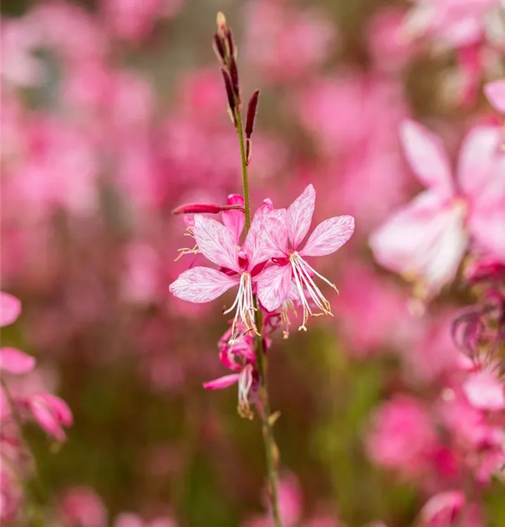 Gaura lindheimeri 'Pink Dwarf', Prachtkerze im Pflanzenshop