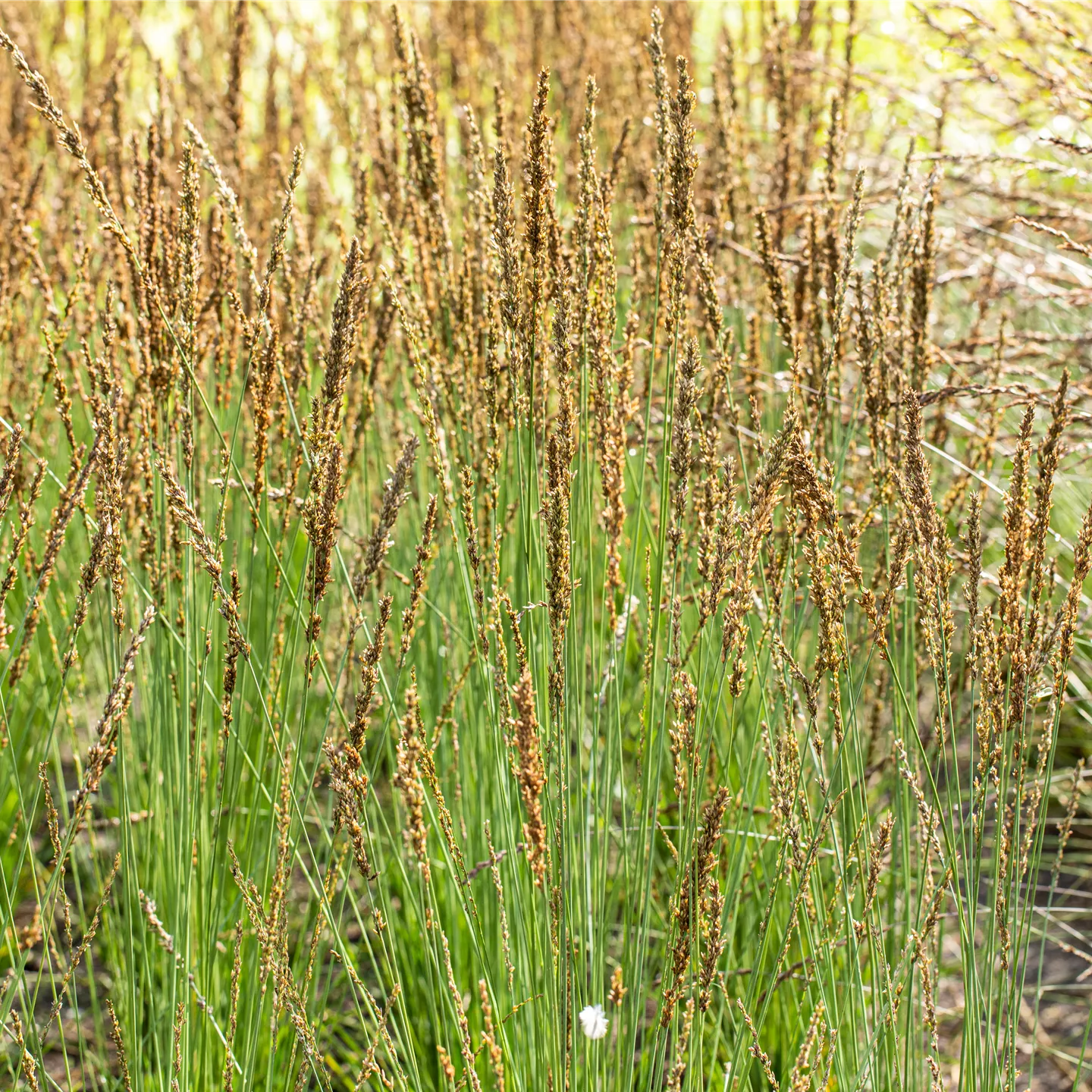 Molinia caerulea 'Variegata', Gestreiftes Moor-Pfeifengras im Pflanzenshop