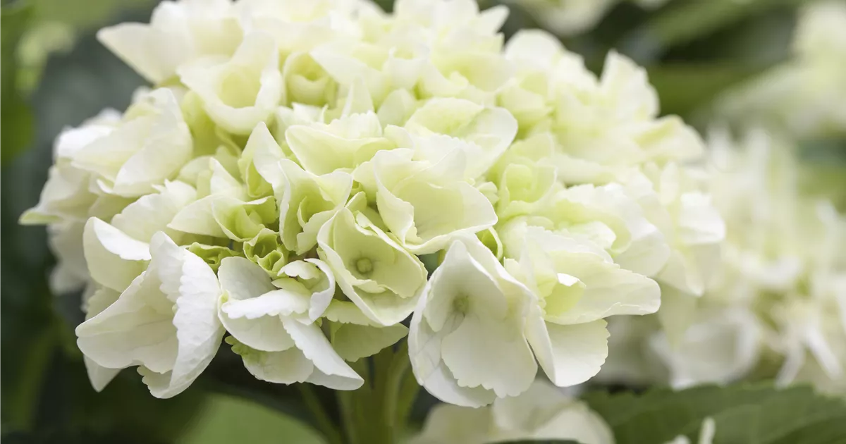 Hydrangea m. 'Everbloom White Wonder' -R-, Gartenhort.'Everbloom White ...