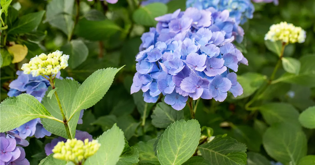 Hydrangea m. 'Forever & Ever' Blue -R-, Bauernhortensie 'Forever & Ever ...