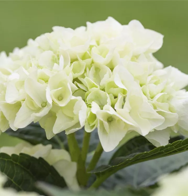 Hydrangea macr.'Everbloom White Wonder' -R-, Gartenhort.'Everbloom ...