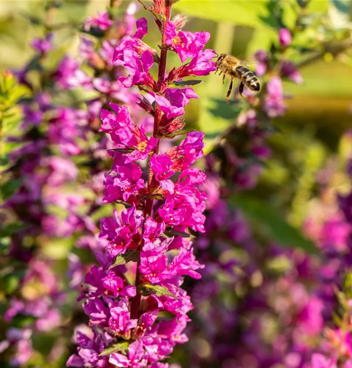 Lythrum salicaria 'Robin', Garten-Blut-Weiderich im Pflanzenshop
