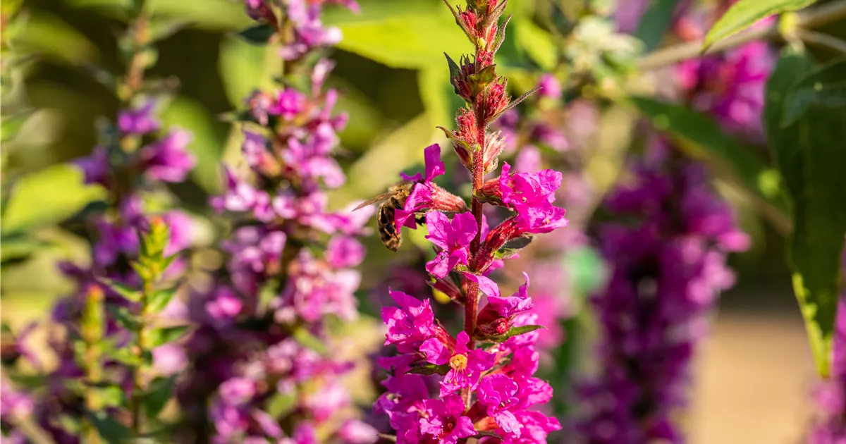 Lythrum salicaria 'Robin', Garten-Blut-Weiderich im Pflanzenshop