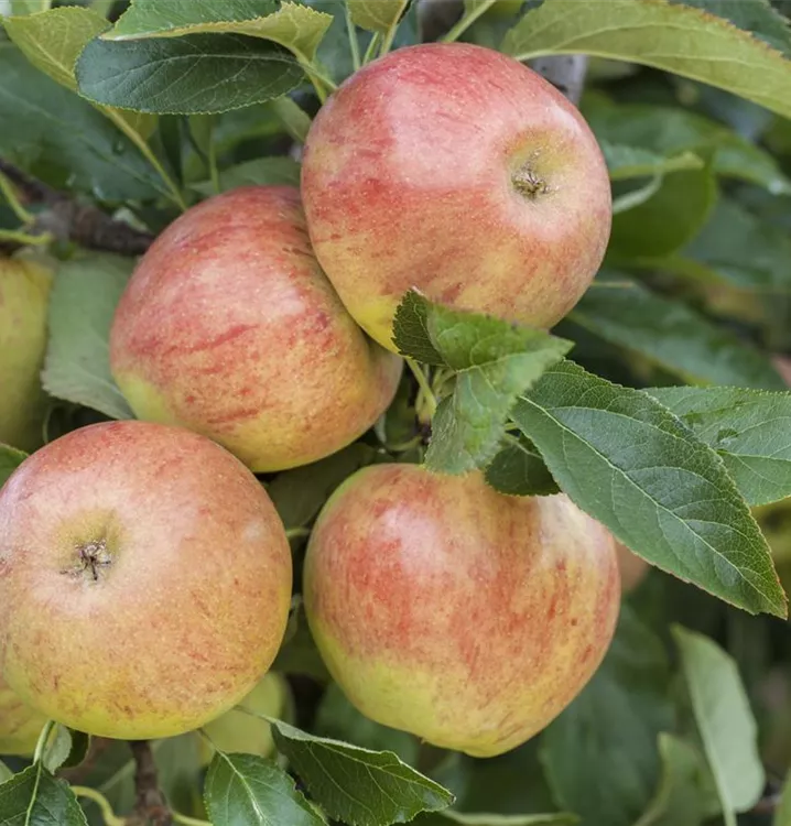Malus 'James Grieve' CAC, Apfel James Grieve im Pflanzenshop